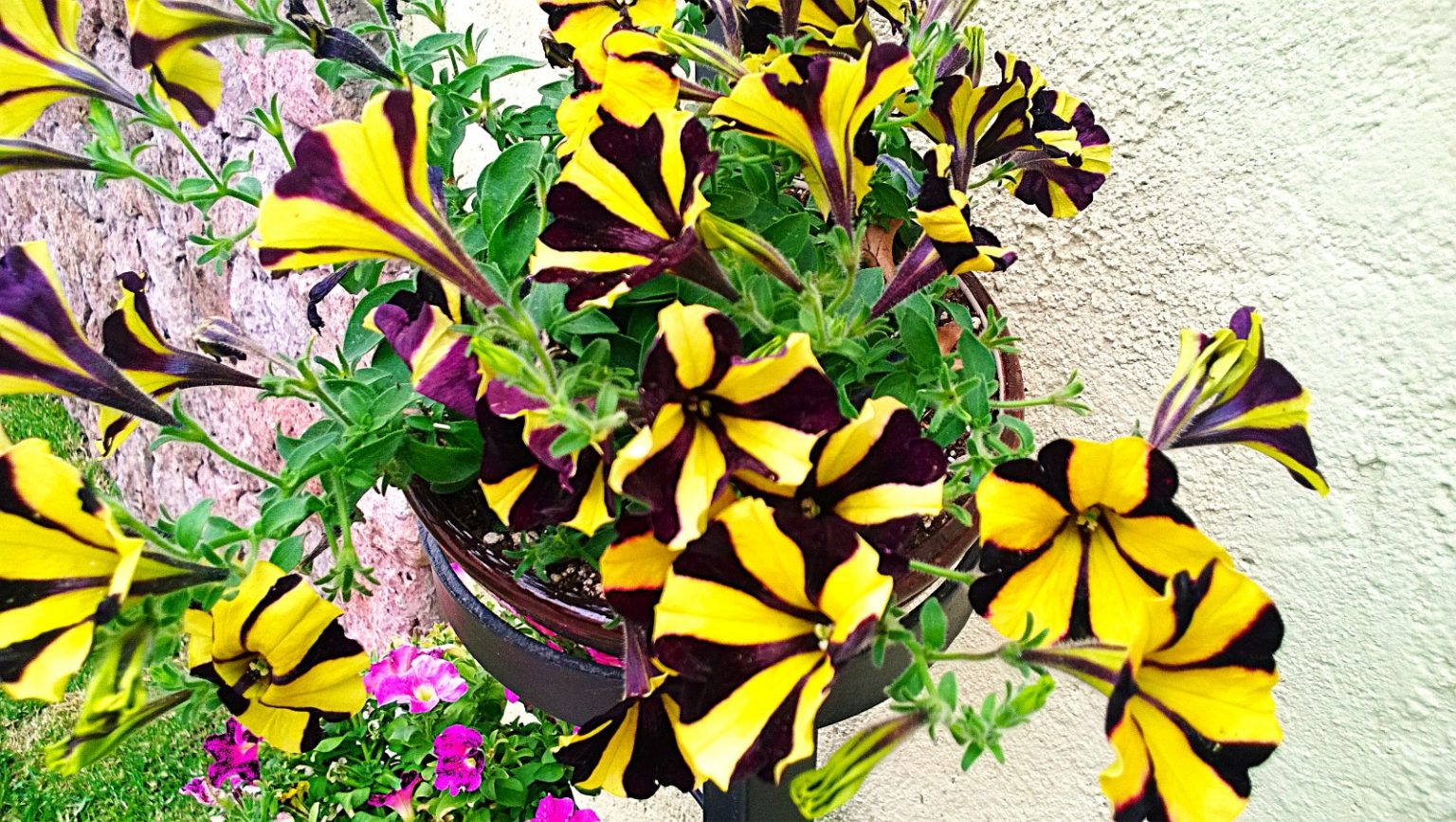 El valle de todos – Escribana